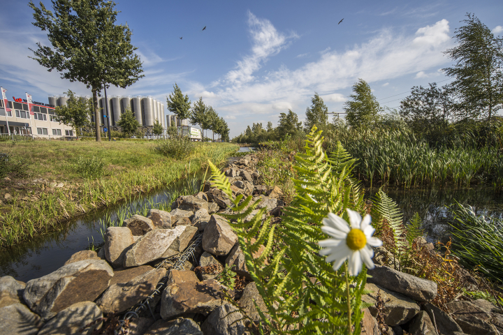 Klimaatadaptief gebiedsontwikkelen | Antea Group
